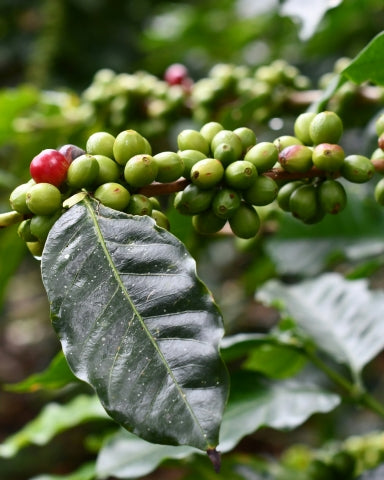 7 Fun Facts About Cafe Arabica That’ll Have You Rethinking Your Mornin ...